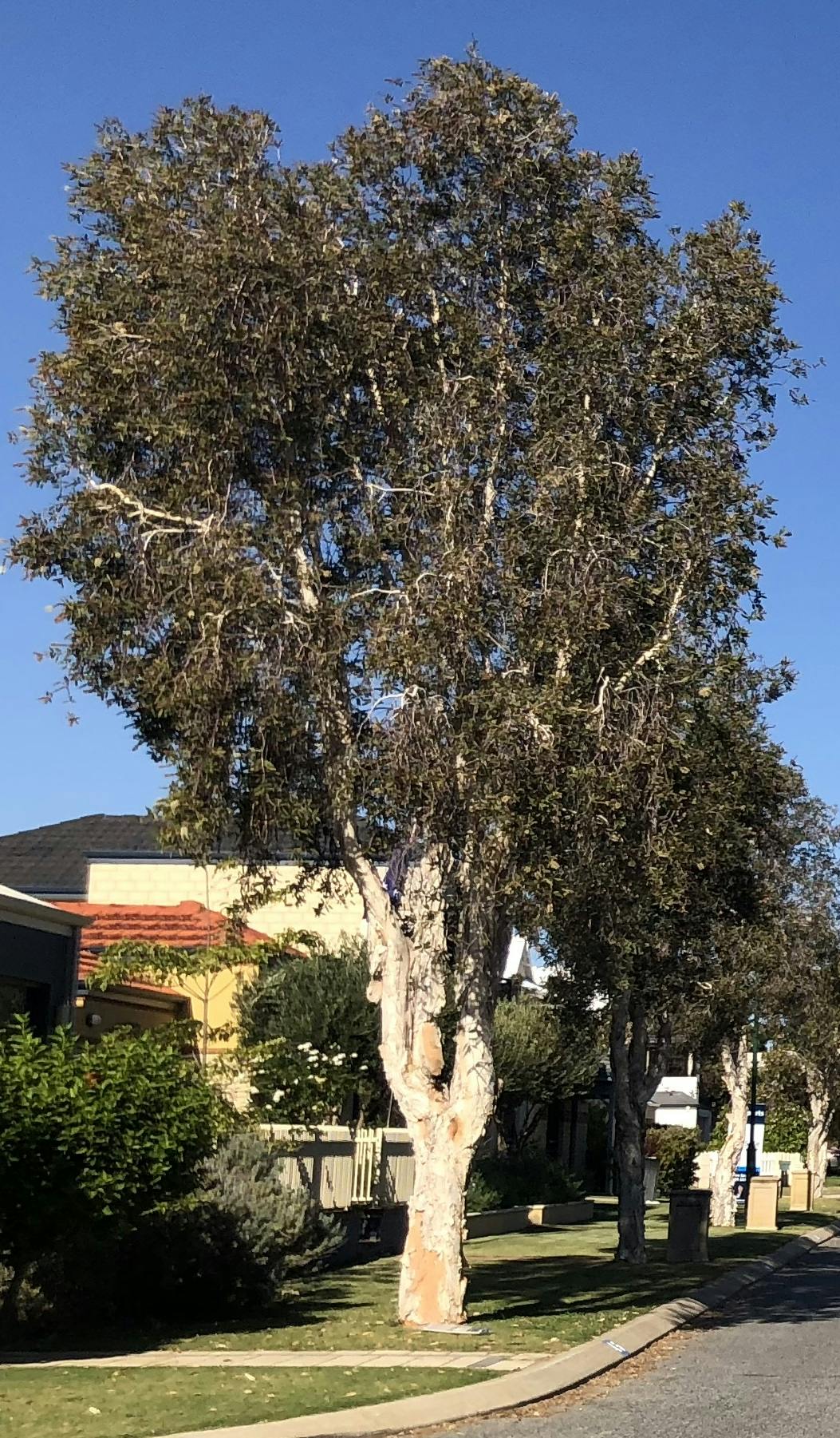 Locality Street Trees Masterplan | Mandurah Matters