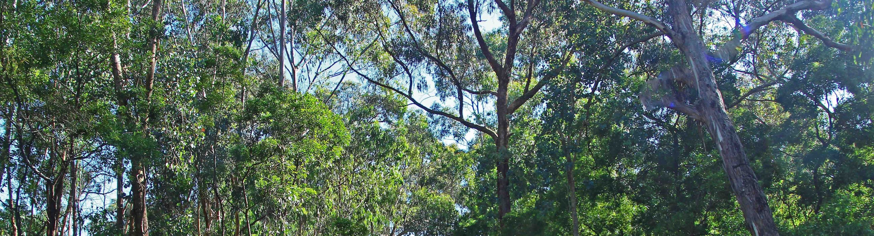 Proposed naming of 19 Tarella Road, Chelsea | Your Kingston Your Say