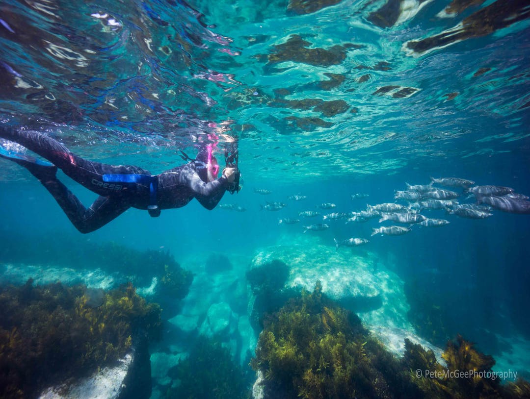 Restoring Adelaide’s lost shellfish reefs – a new metro reef for SA ...