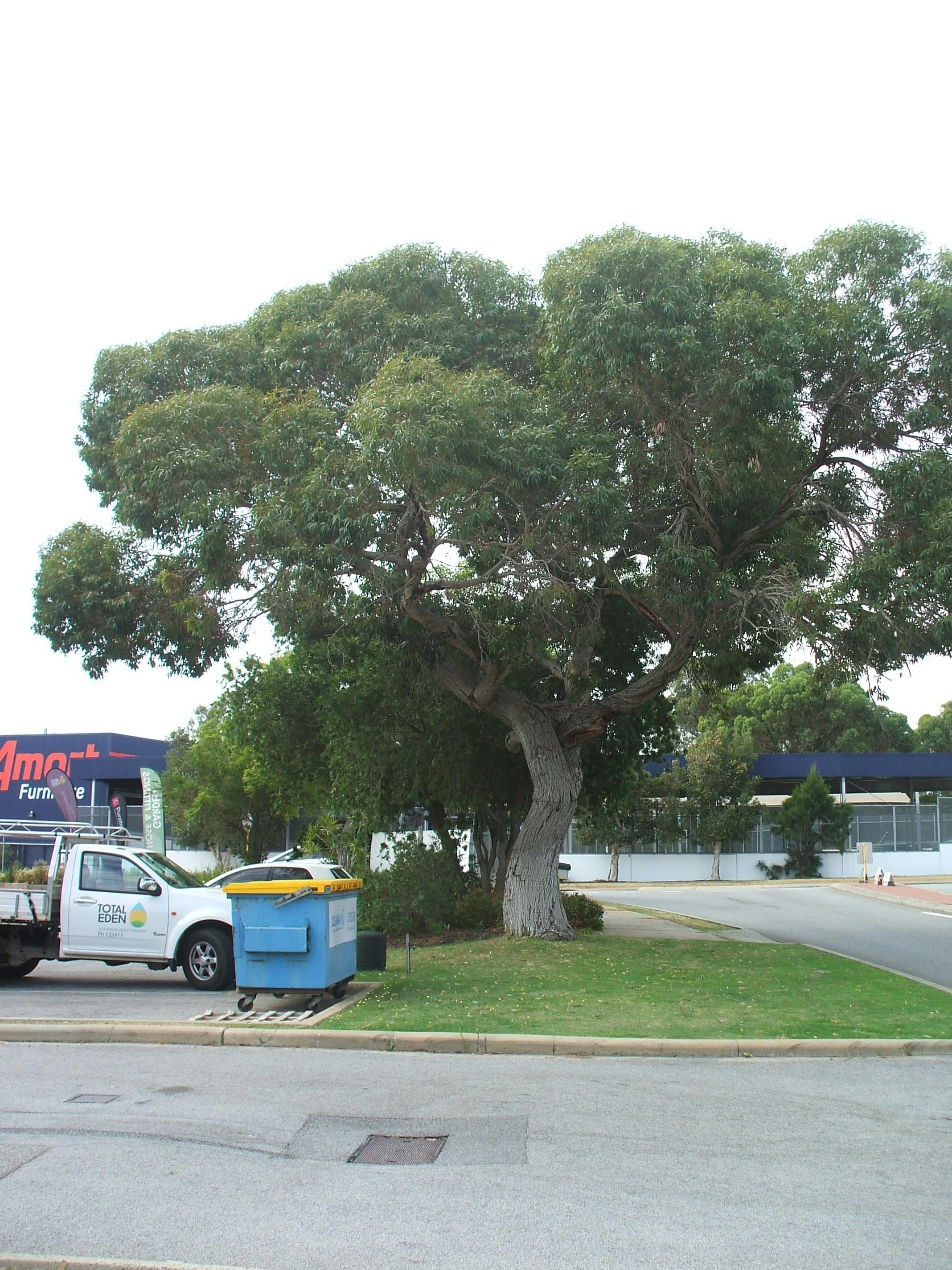 Locality Street Trees Masterplan | Mandurah Matters