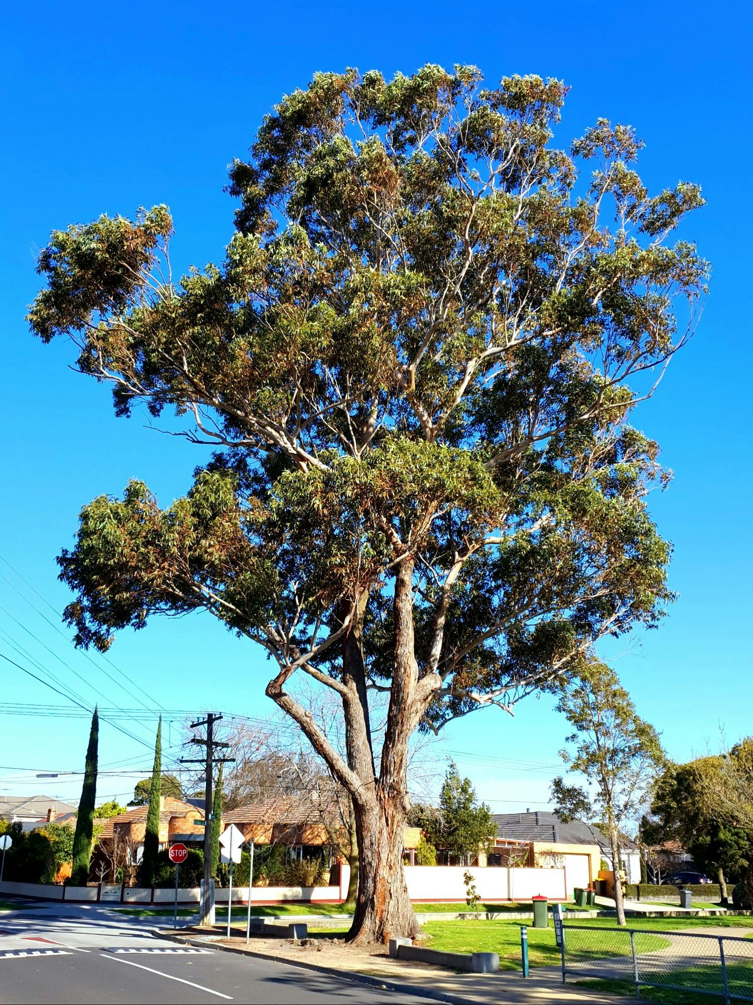 Examples of the type of tree which may be eligible for inclusion in the ...