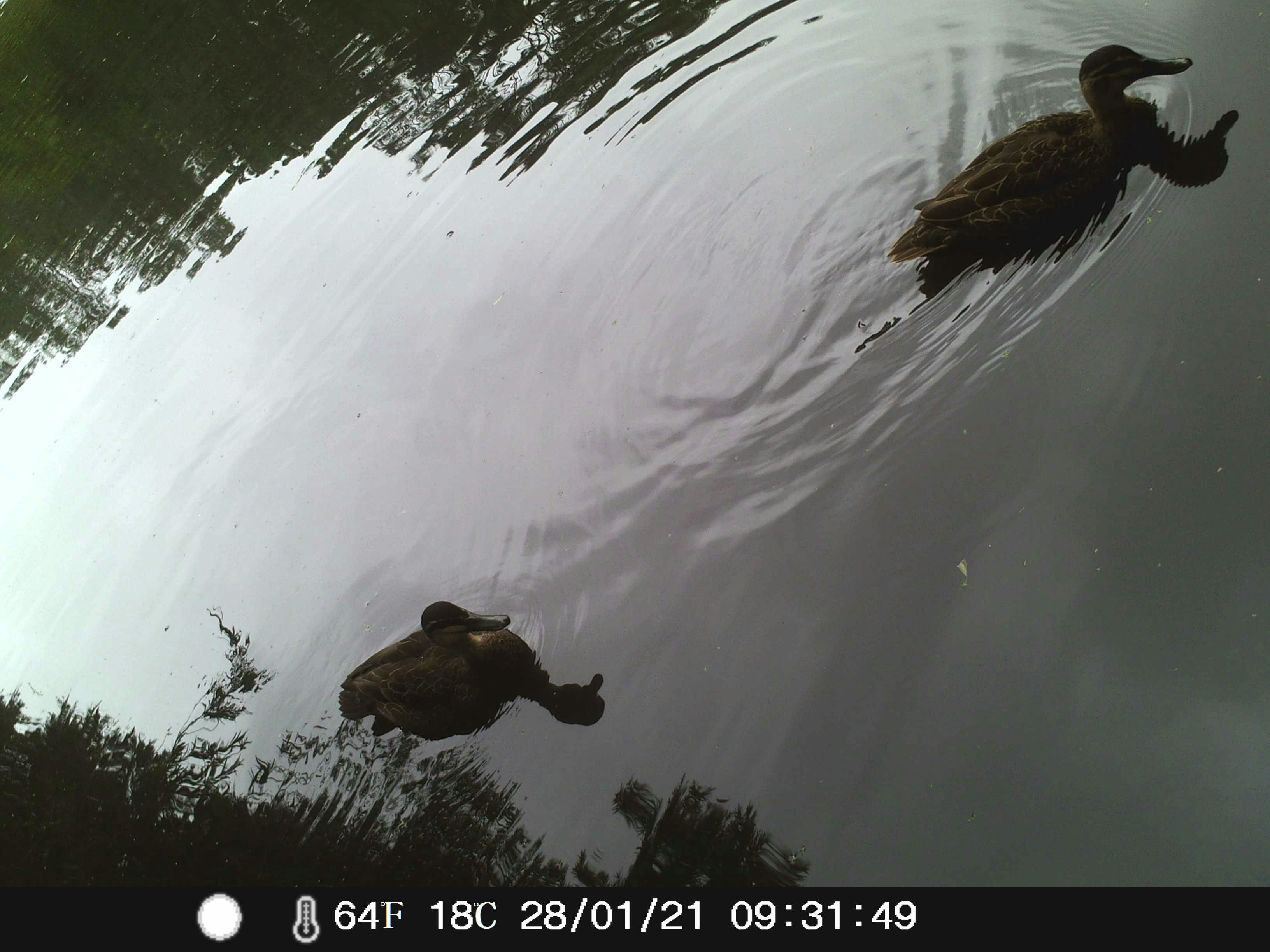 Photos | Biodiversity Study for Georges River LGA | Your Say Georges River