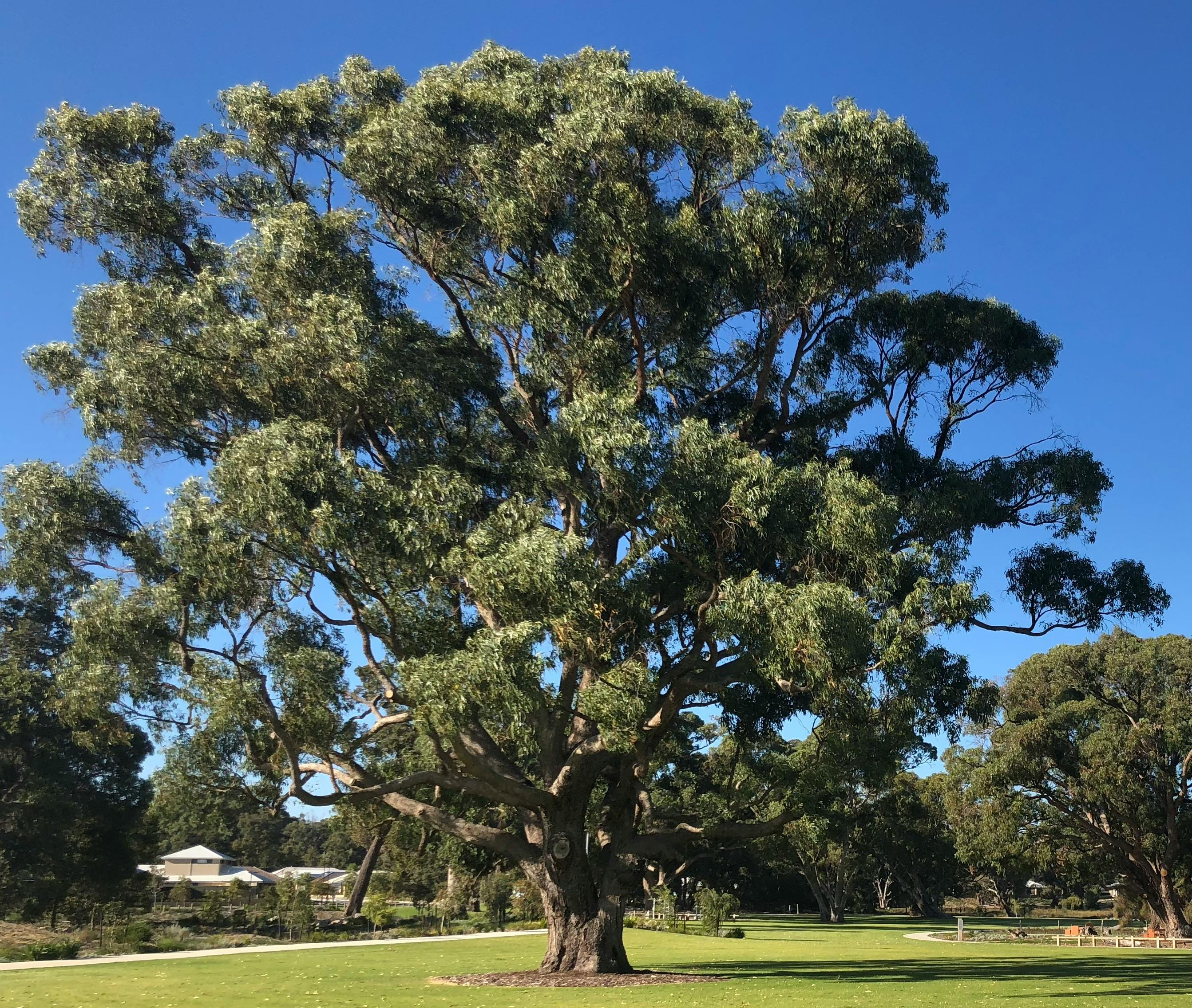 Locality Street Trees Masterplan | Mandurah Matters