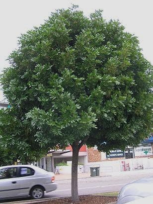 Photo Gallery | Tree Management and Street Trees | Have Your Say Willoughby