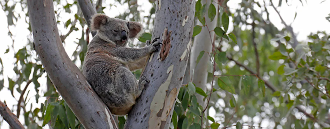 Developing a new South East Queensland Koala Conservation Strategy 2026 ...