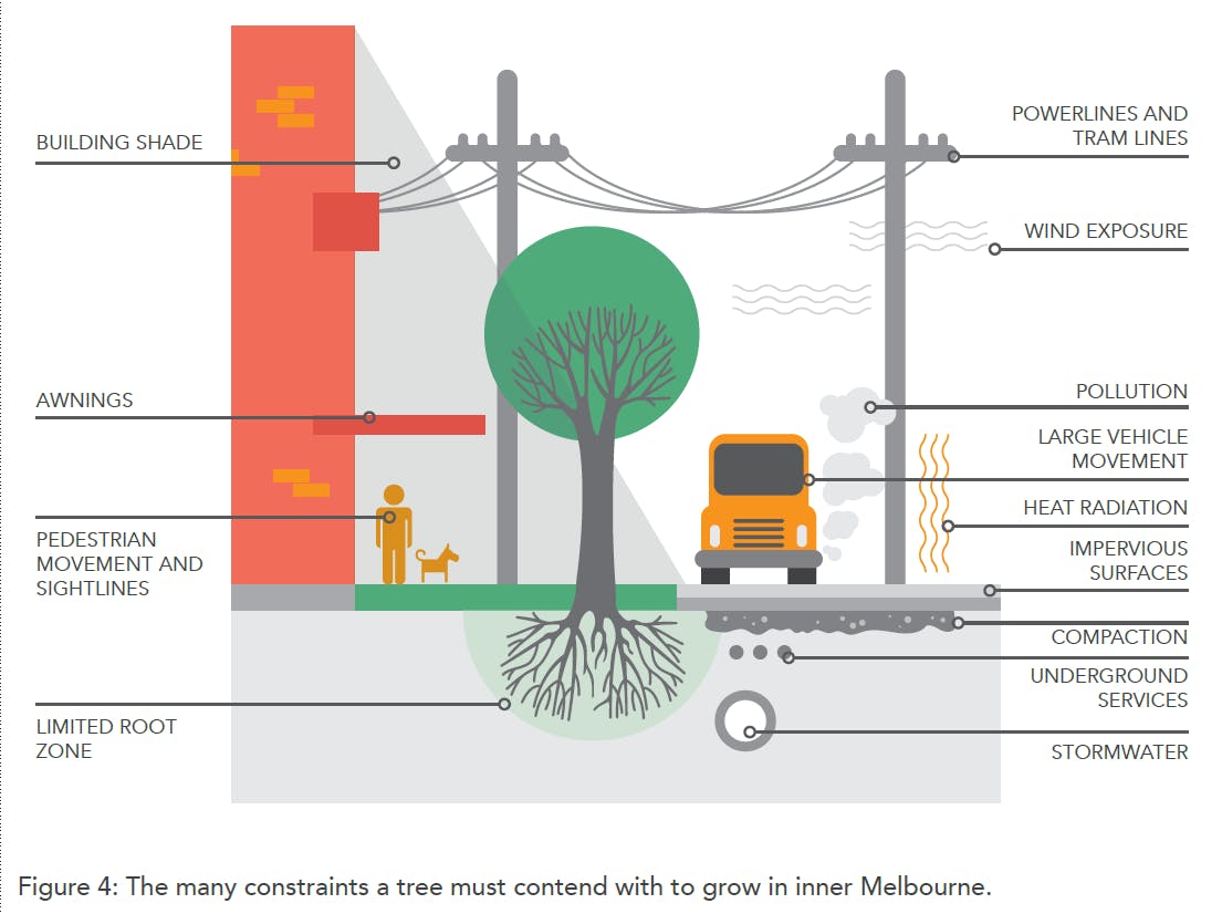 Developing an Urban Forest Strategy | Maribyrnong City Council Online ...