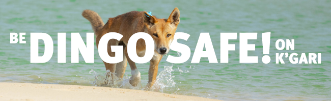 Dingo safety survey | In the Loop, Department of Environment, Science ...