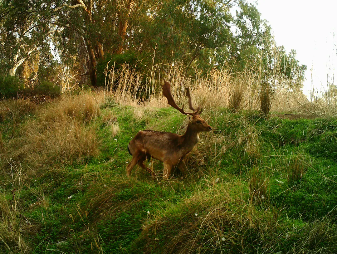 Feral Deer - Draft of the Declared Animal Policy | YourSAy