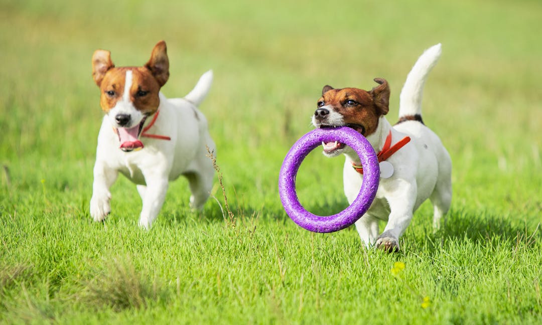 Dog Control in Kingston | Your Kingston Your Say