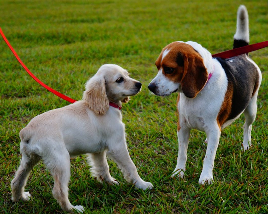 By-Law 7 Dogs Review#N# | Your Say Onkaparinga