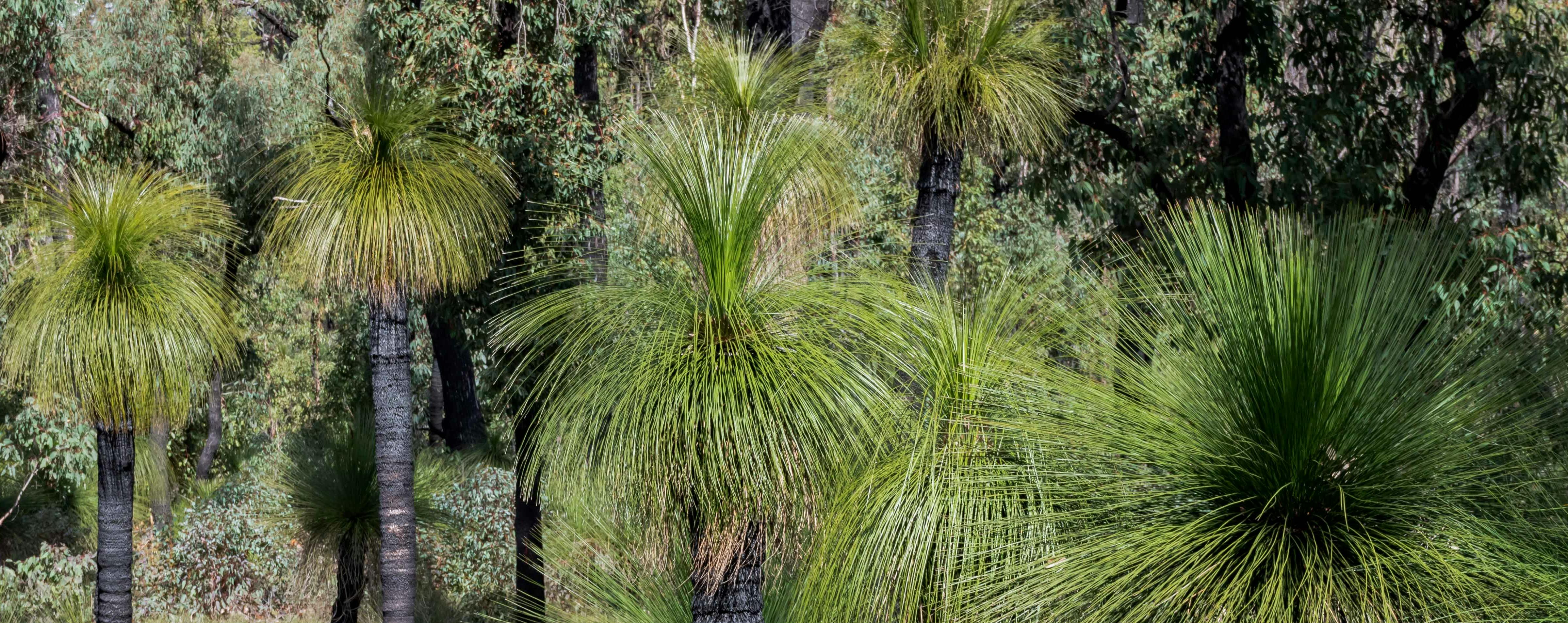 Jarrahdale Trail Town | Your Say SJ