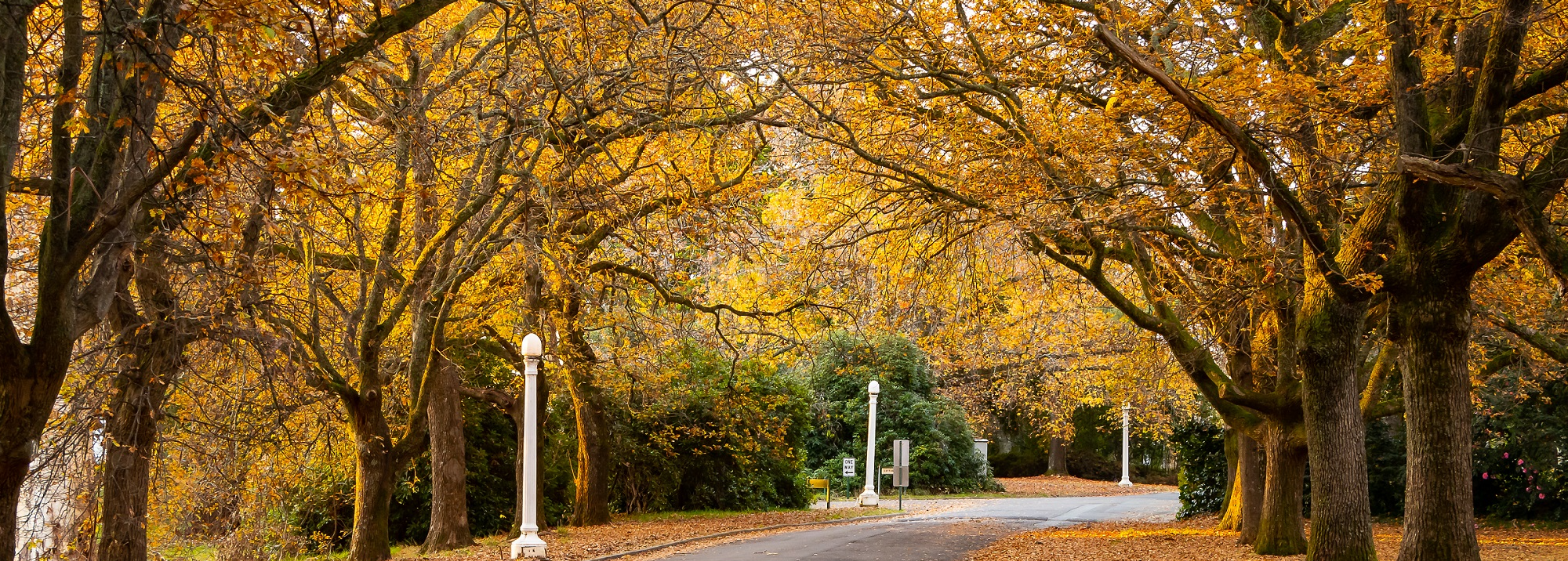Urban Tree Canopy Strategy Community Survey | Engaged Indigo