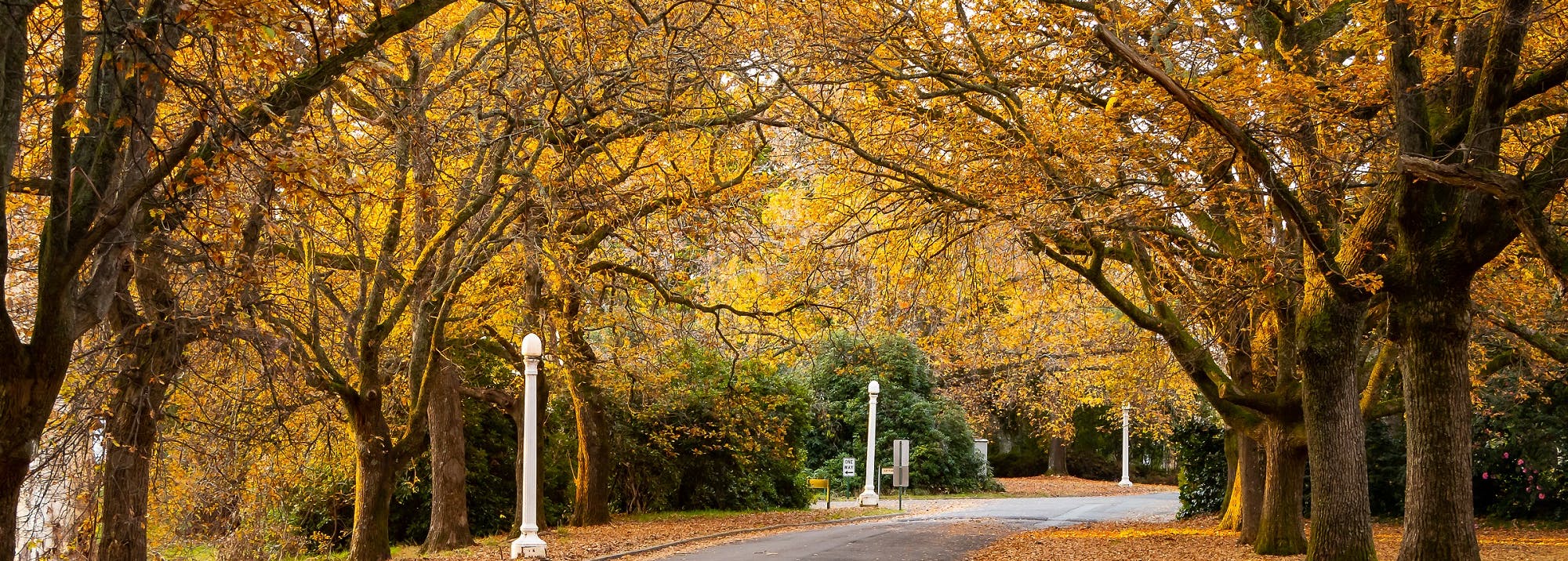 Urban Tree Canopy Strategy | Engaged Indigo