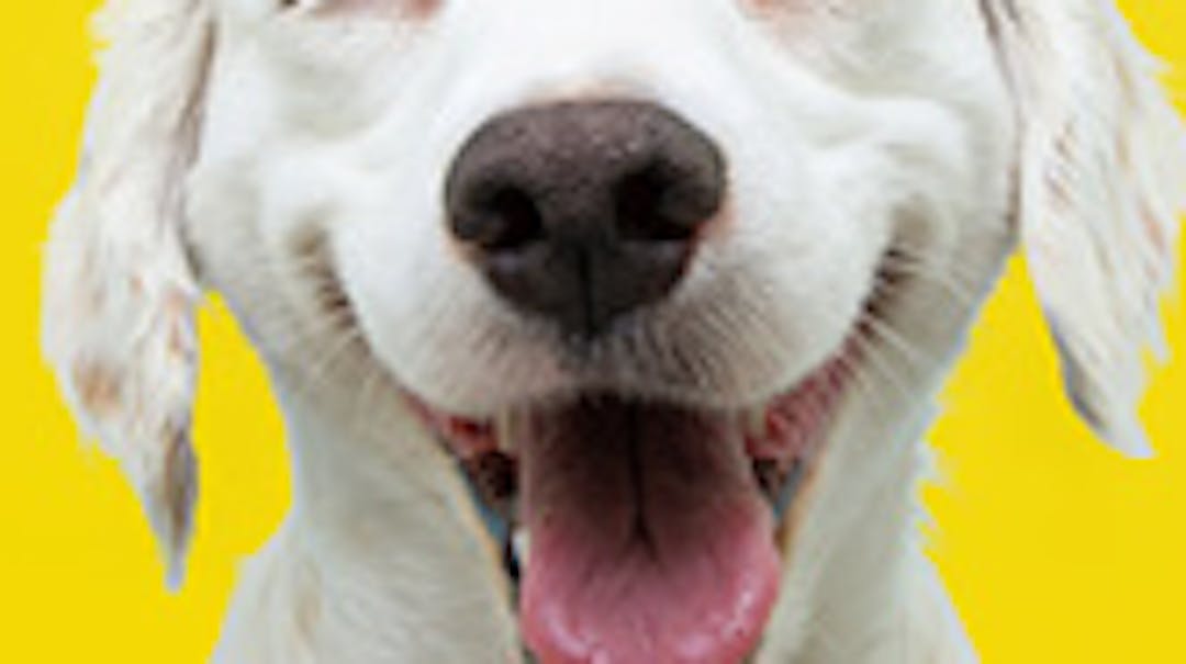 Dog Desexing Incentive Draw | Speak Up Isaac