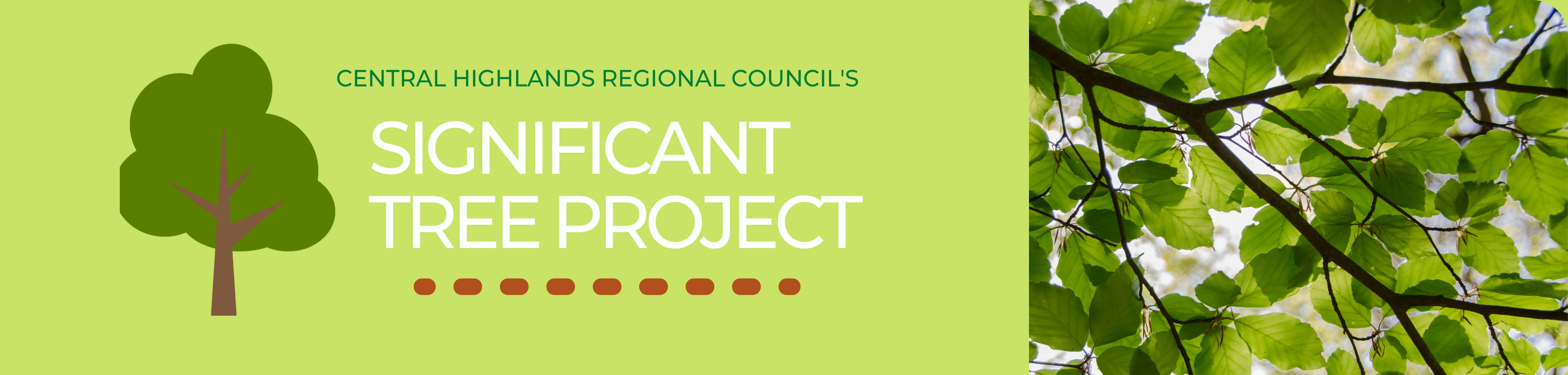 Significant Tree Competition Prize Recipients | Central Highlands ...