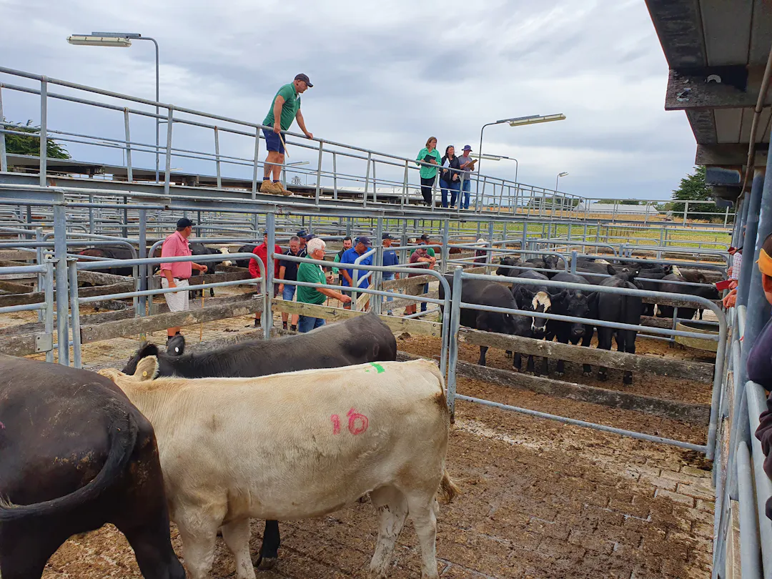 Future of Millicent Saleyards | Engage Wattle Range