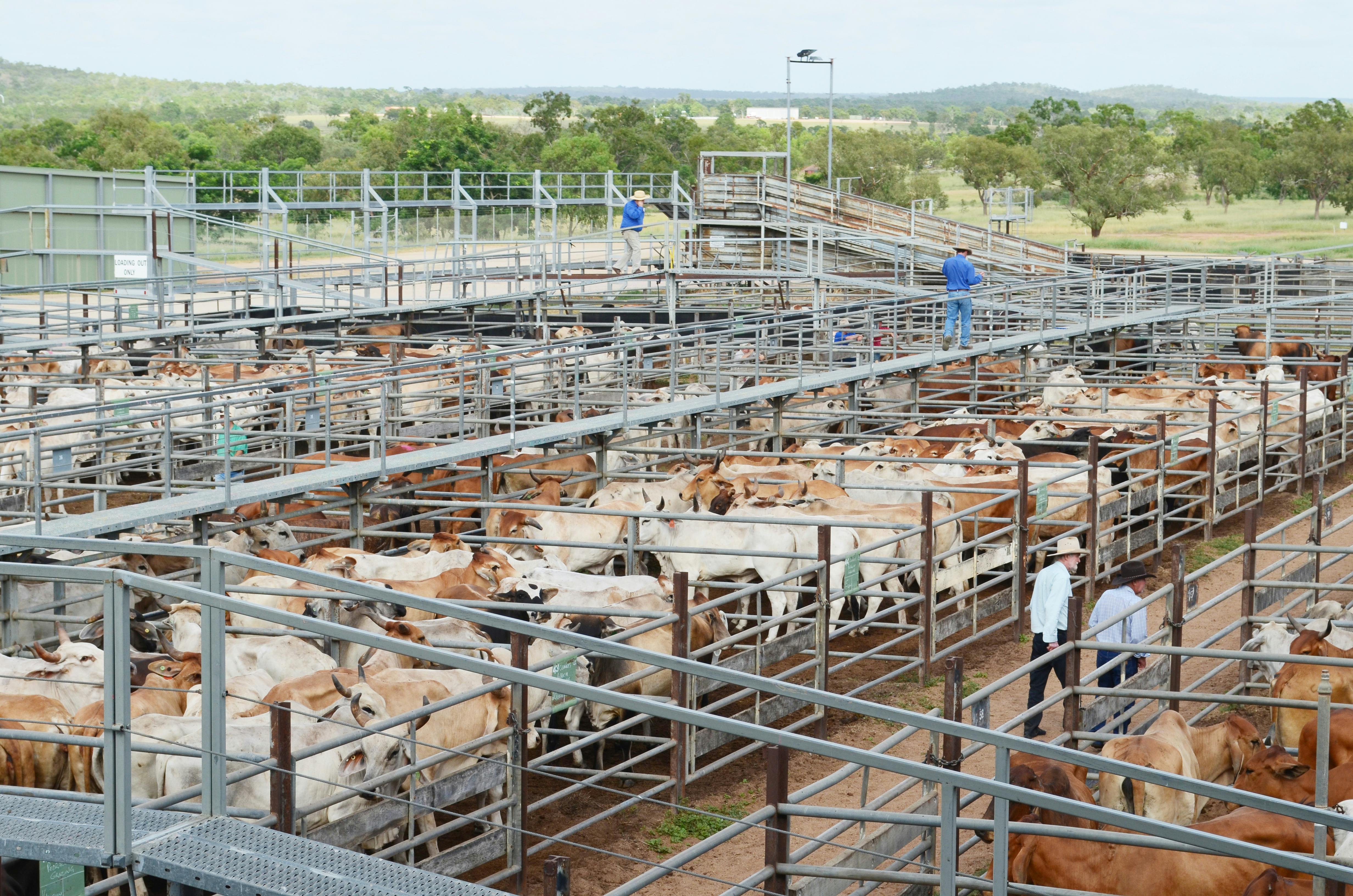 Photo Gallery | Dalrymple Saleyards Master Plan | Have Your Say ...