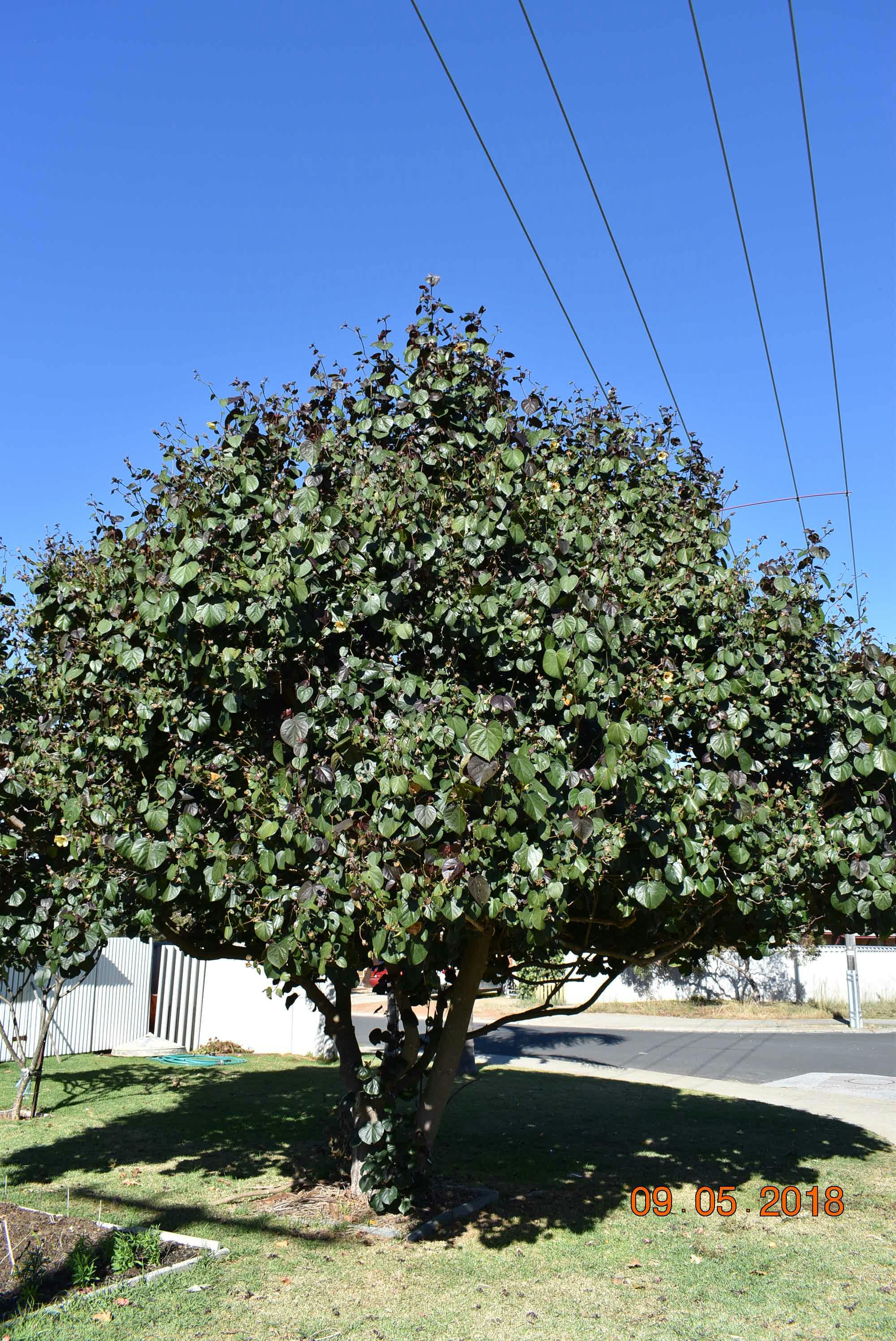 Locality Street Trees Masterplan | Mandurah Matters