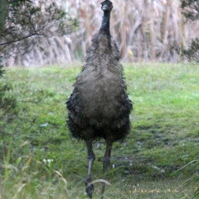 Caring for our Coastal Emus | Clarence Conversations