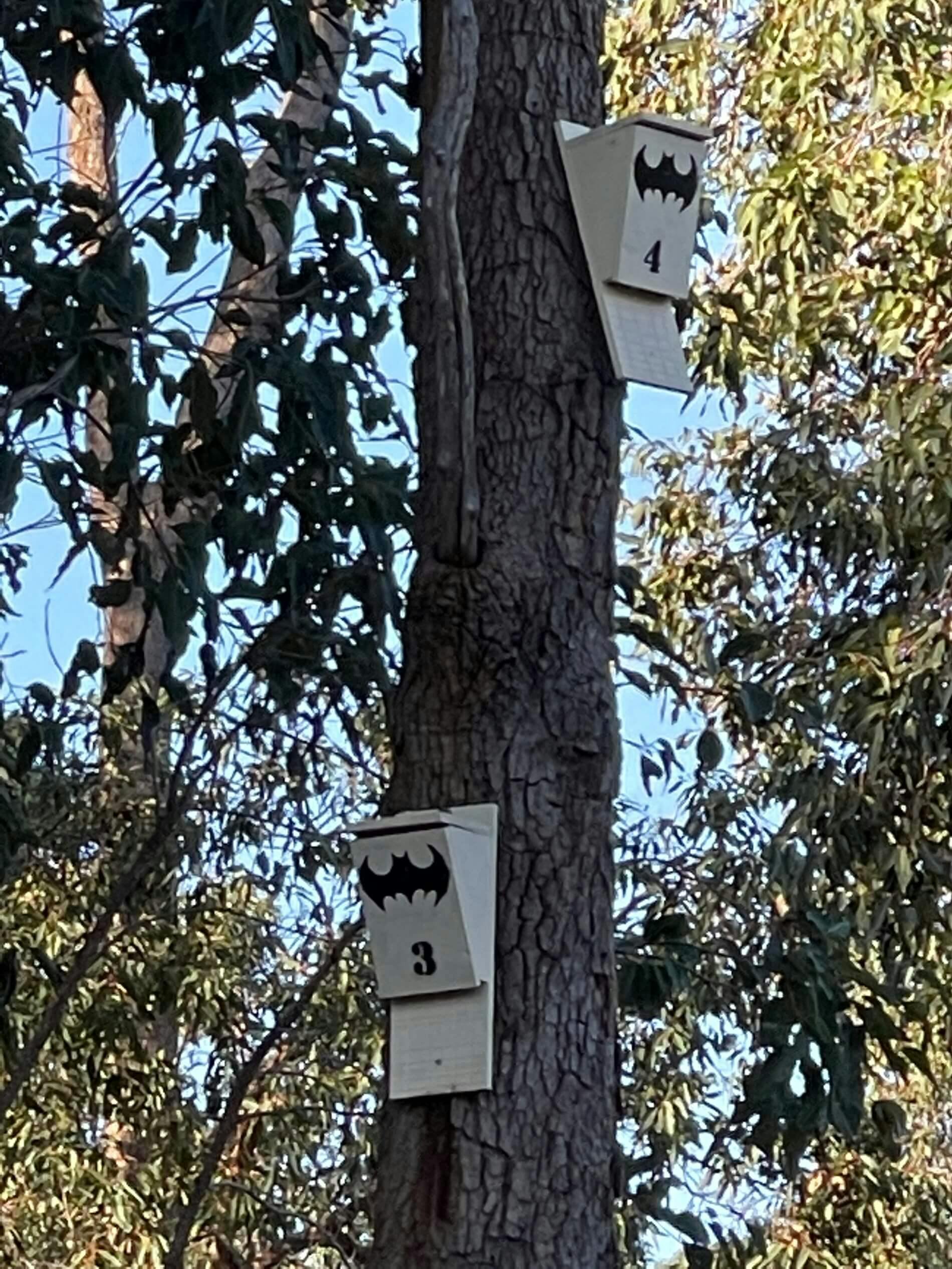 Microbat Boxes | Engage Kalamunda