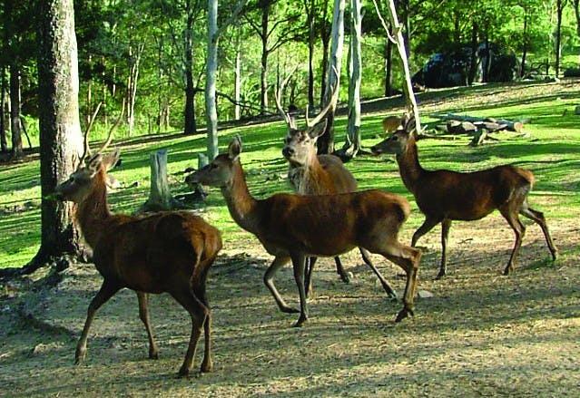 Feral Deer images | Deer Sighting Campaign | Your Say Redlands Coast