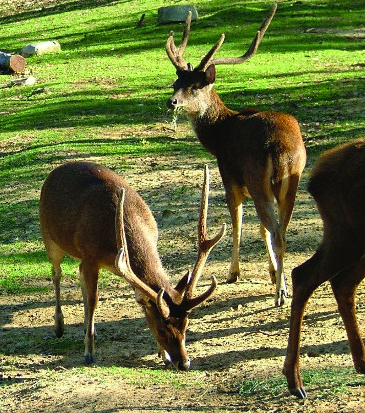 Feral Deer images | Deer Sighting Campaign | Your Say Redlands Coast