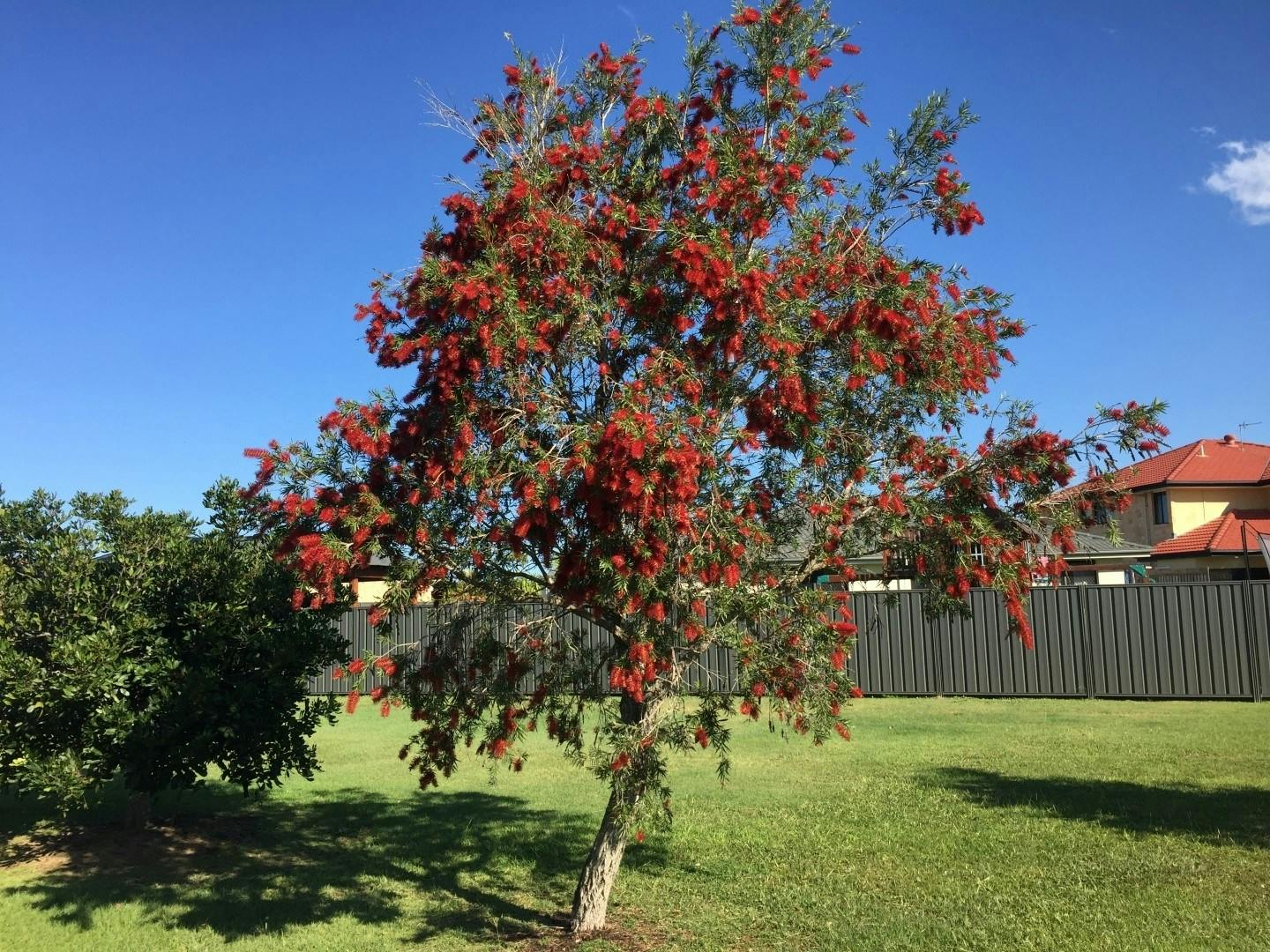 Locality Street Trees Masterplan | Mandurah Matters