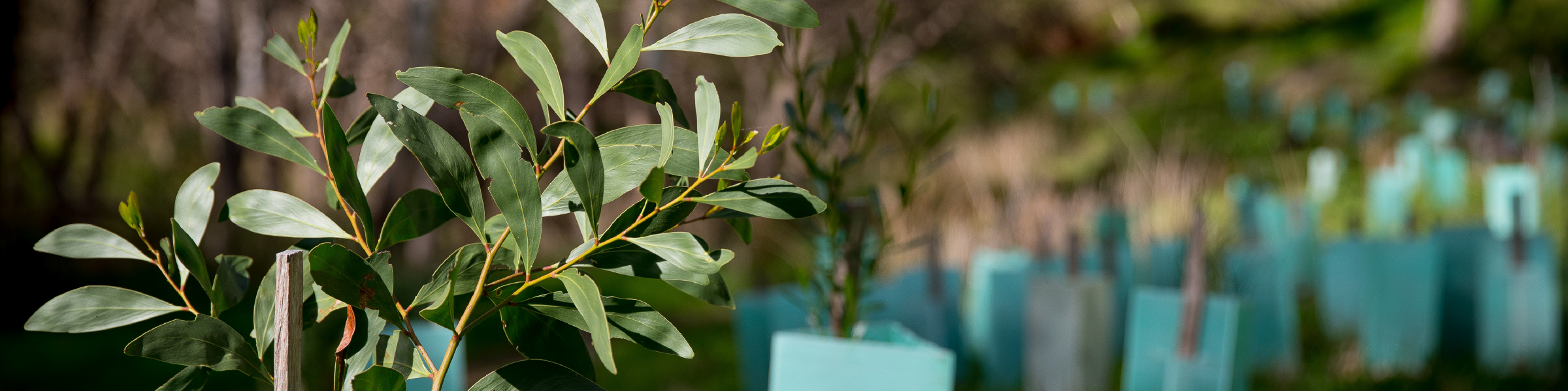 Tarella Road Reserve, Chelsea 'No Dog Zone' | Your Kingston Your Say